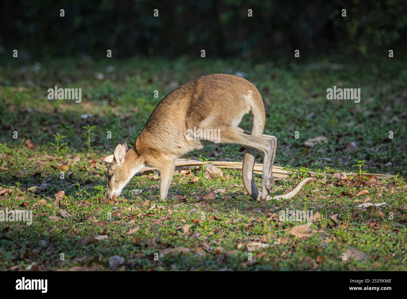 Agile Wallaby (Notamacropus agilis), Mary River National Park, Northern ...
