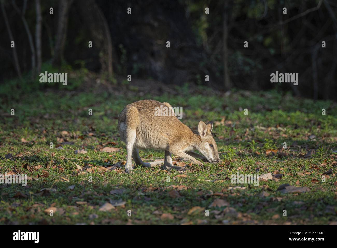Agile Wallaby (Notamacropus agilis), Mary River National Park, Northern ...