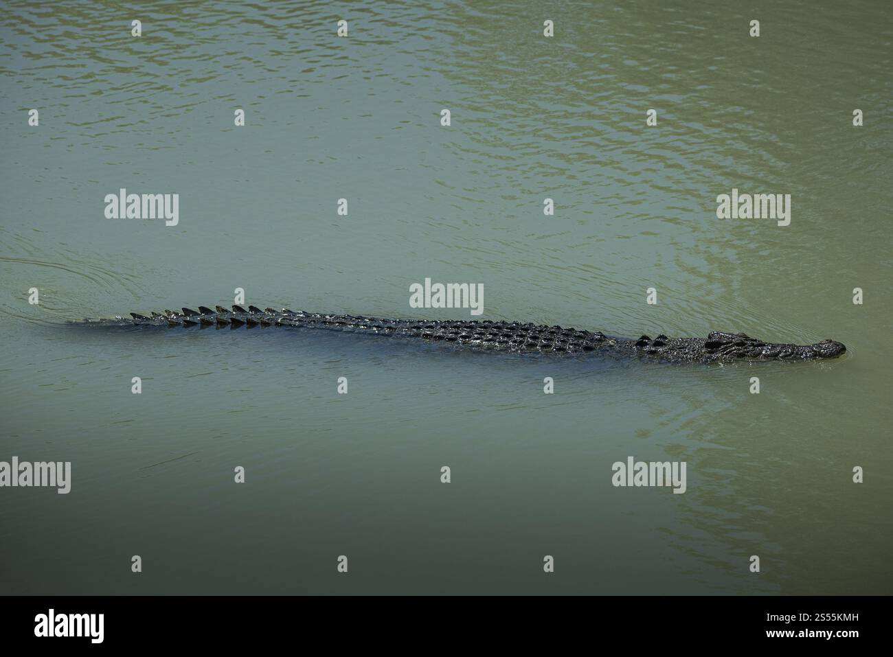 Saltwater crocodile, also known as saltie (Crocodylus porosus) at the ...