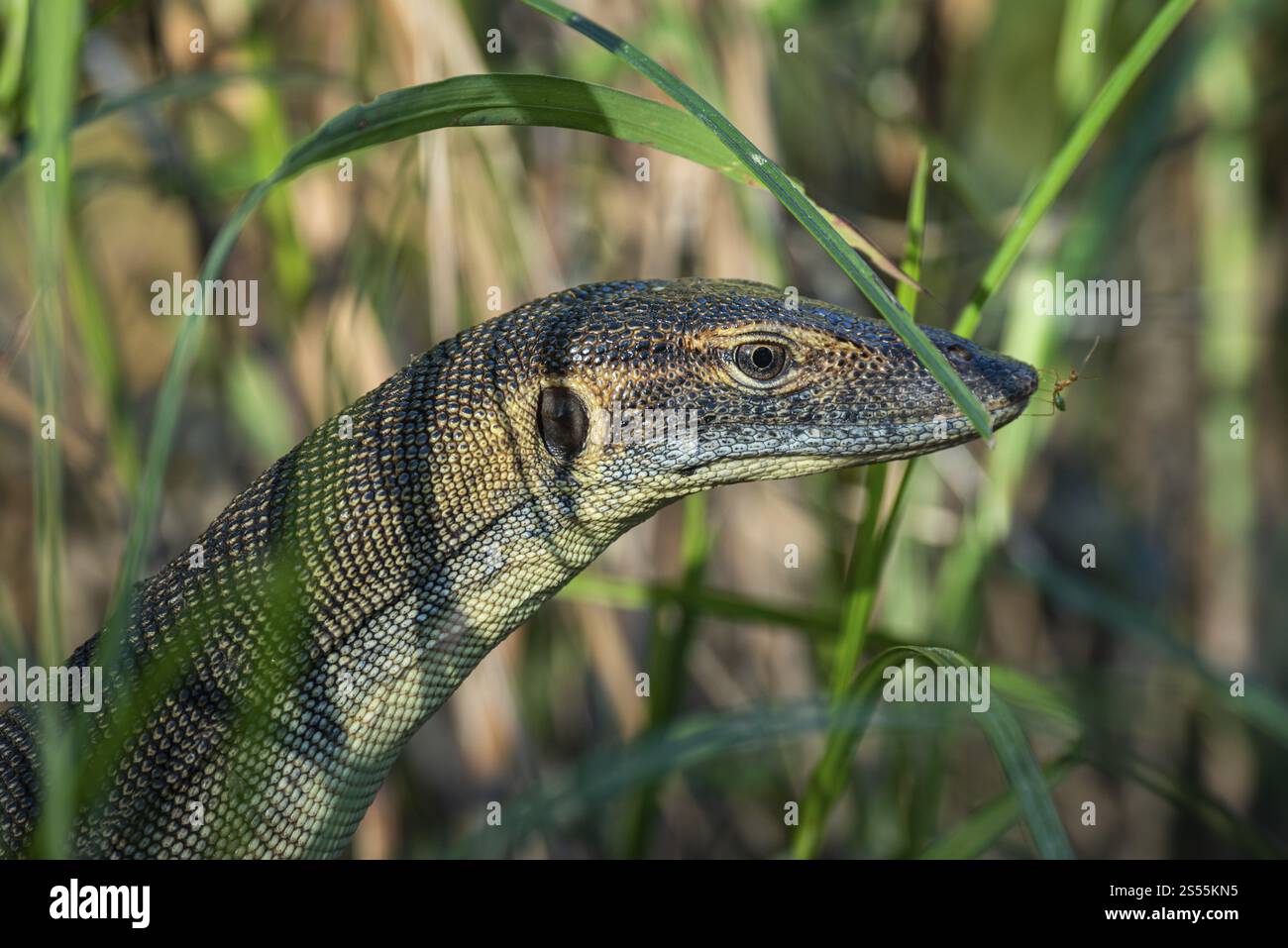 Mertens' monitor lizard (Varanus mertensi), Litchfield National Park ...