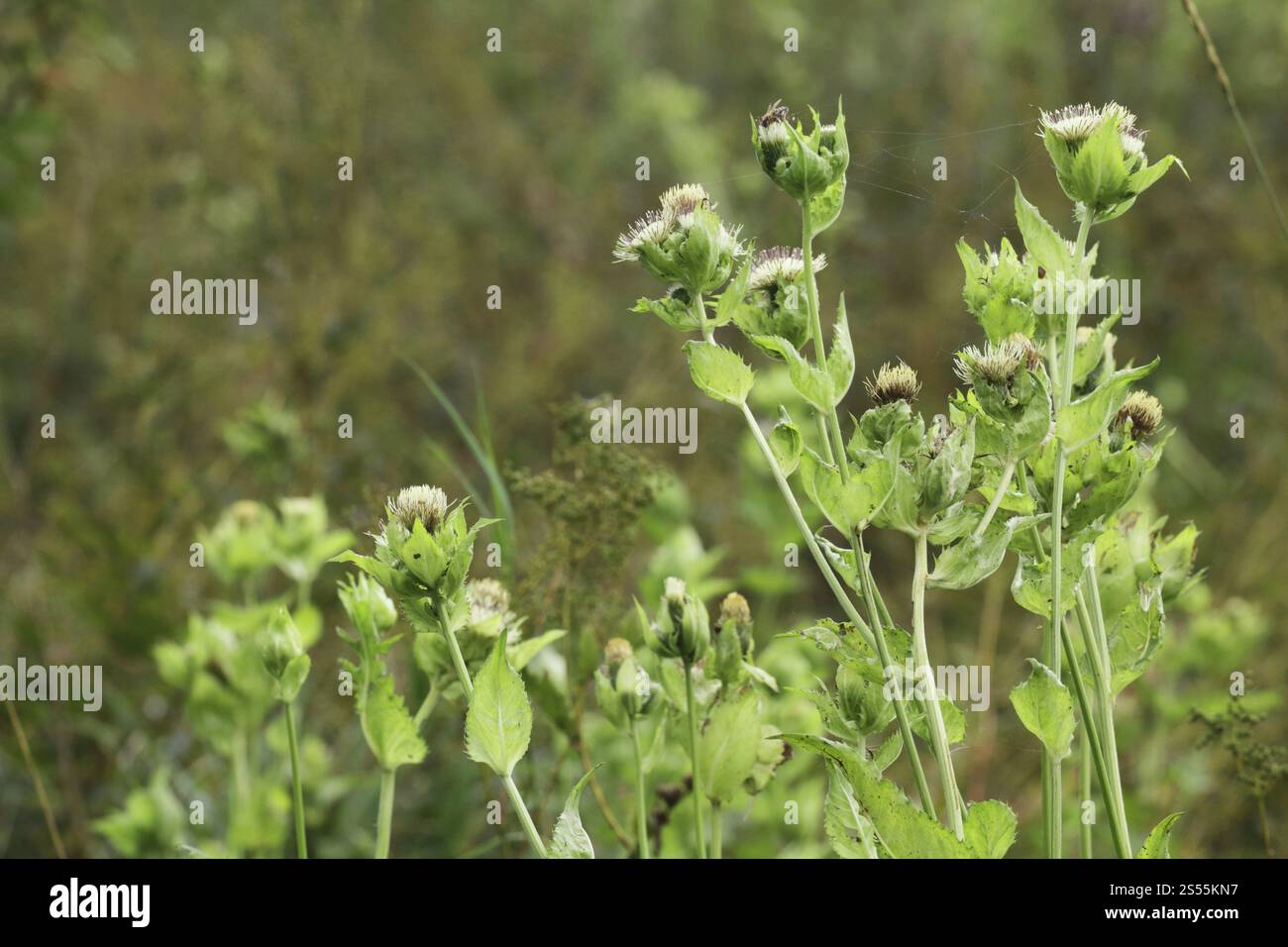 Cabbage thistle, Cirsium oleraceum, cabbage thistle Stock Photo - Alamy
