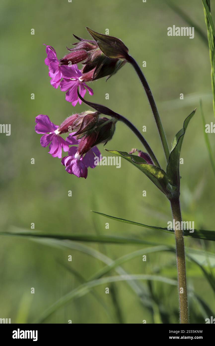 Red campion, Silene dioica, Red campion Stock Photo - Alamy