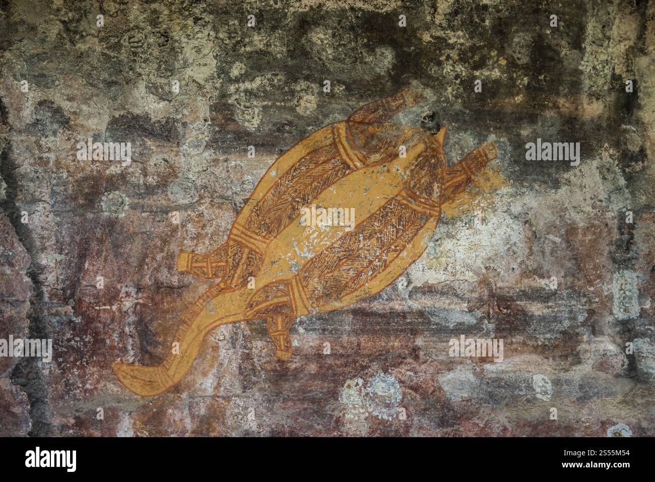 Aboriginal rock art, depiction of a turtle, Kadadu National Park, Ubirr ...