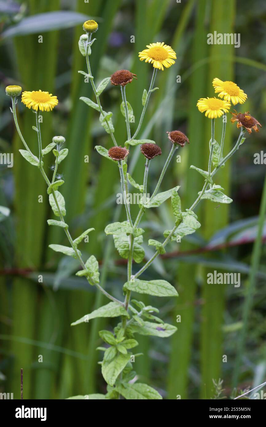 Pulicaria dysenterica, large fleabane, common fleabane Stock Photo - Alamy
