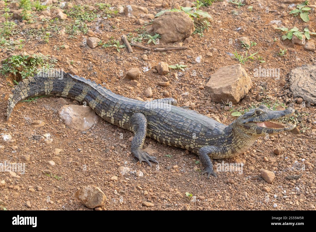 Spectacled caiman (Caiman crocodilus yacara), Crocodile (Alligatoridae ...