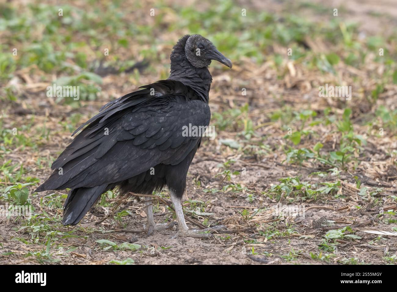 Raven vulture (Coragyps atratus), Pantanal, inland, wetland, UNESCO ...