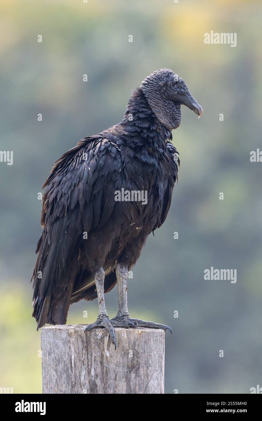 Raven vulture (Coragyps atratus), Pantanal, inland, wetland, UNESCO ...