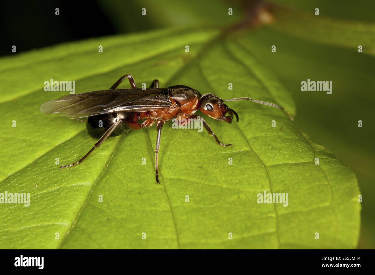 Formica pratensis, queen, Formica pratensis Stock Photo - Alamy
