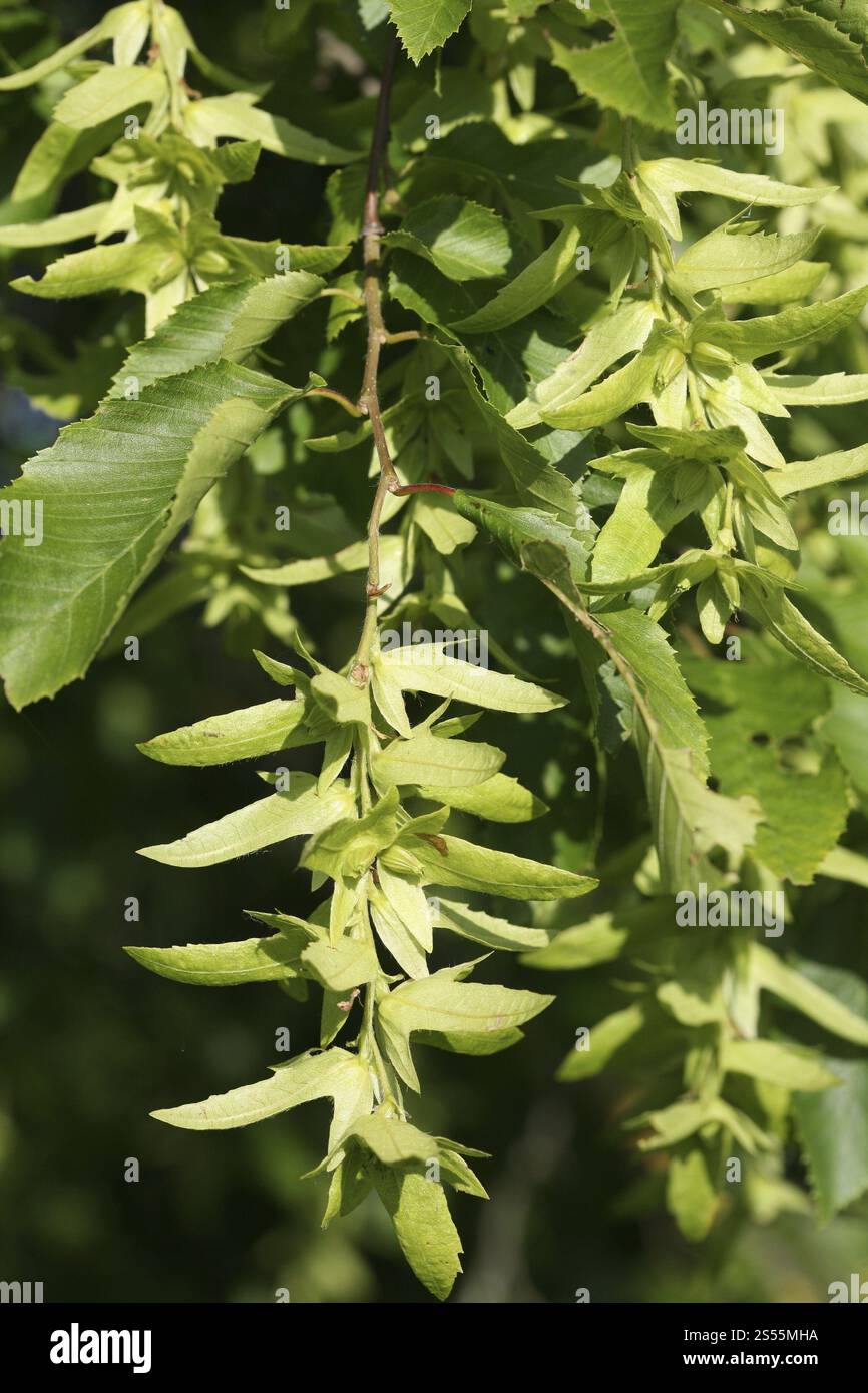Hornbeam, Carpinus betulus Stock Photo - Alamy
