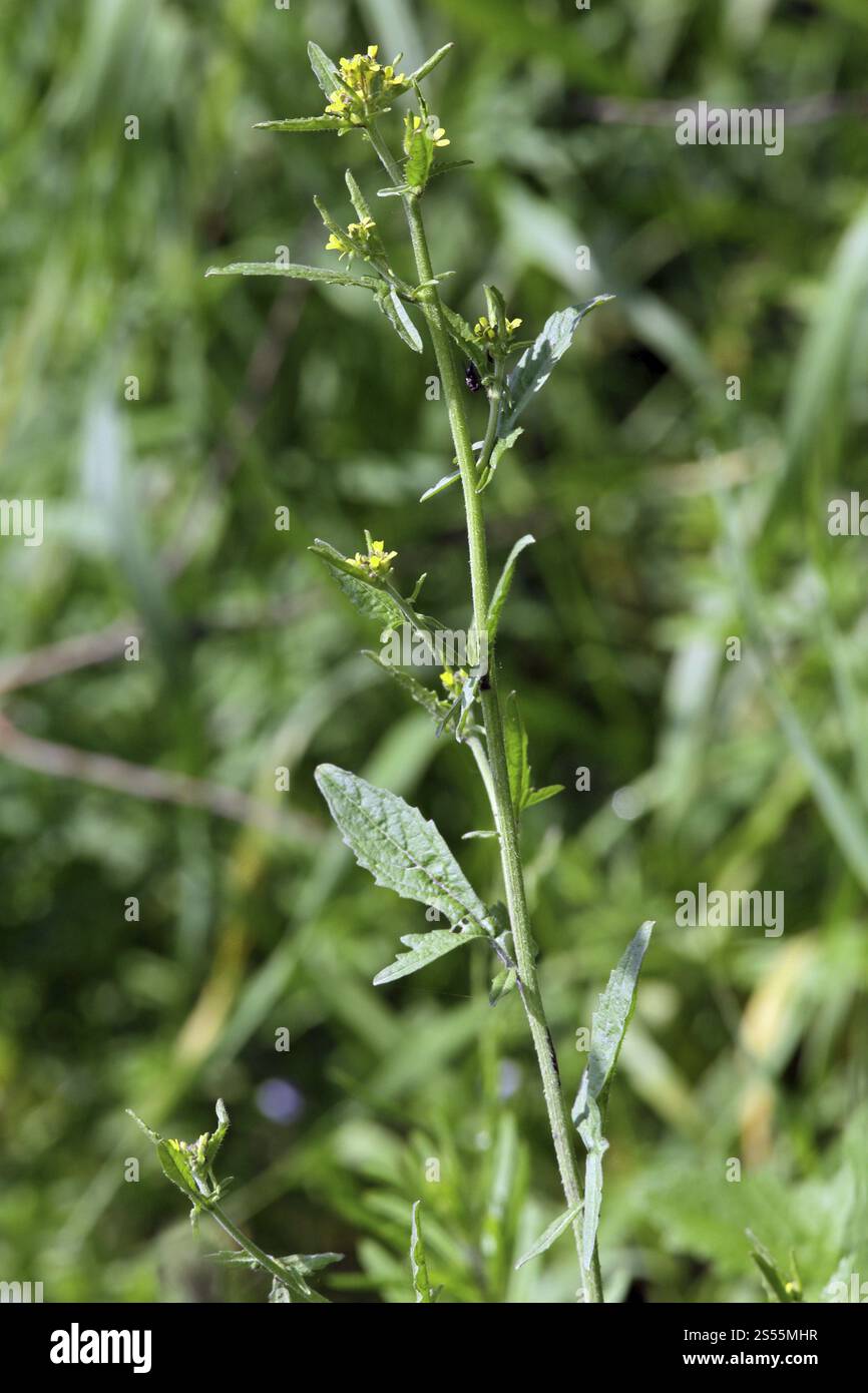Hedge mustard, Sisymbrium officinale, hedge mustard Stock Photo - Alamy