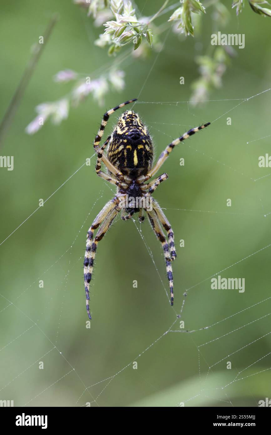 Oak Leaf Spider, Aculepeira ceropegia, Oak Spider Stock Photo - Alamy