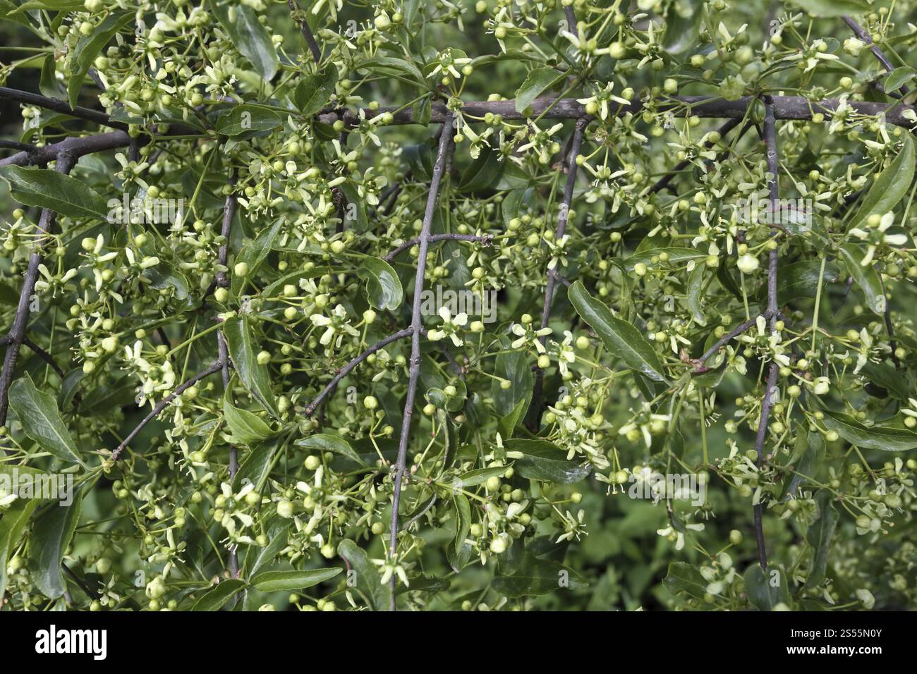Monkshood, spindle bush, Euonymus europaeus Stock Photo - Alamy