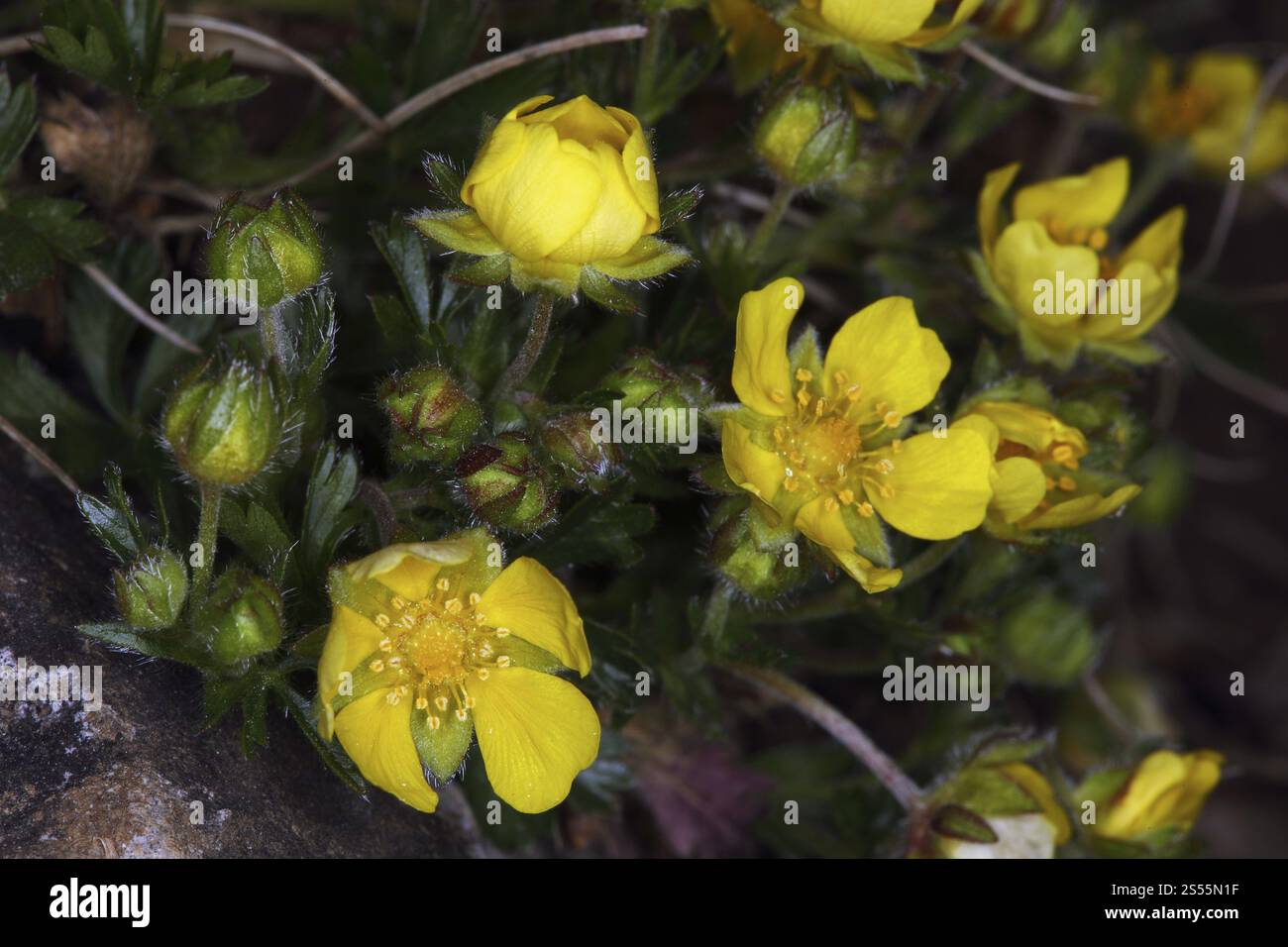 Spring cinquefoil, Potentilla verna, Spring cinquefoil Stock Photo - Alamy