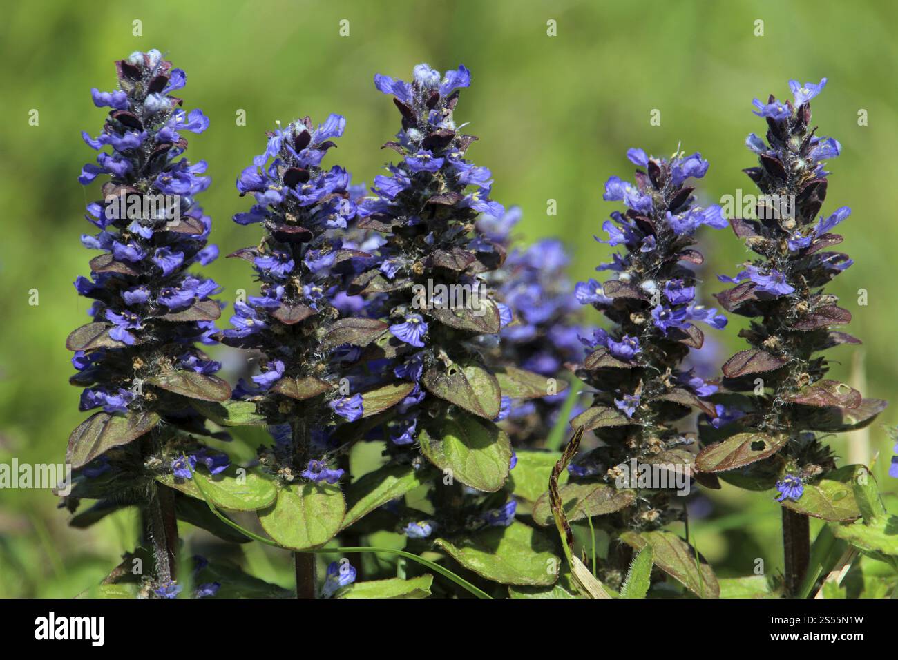Bugleherb, Ajuga reptans, Blue bugle Stock Photo - Alamy