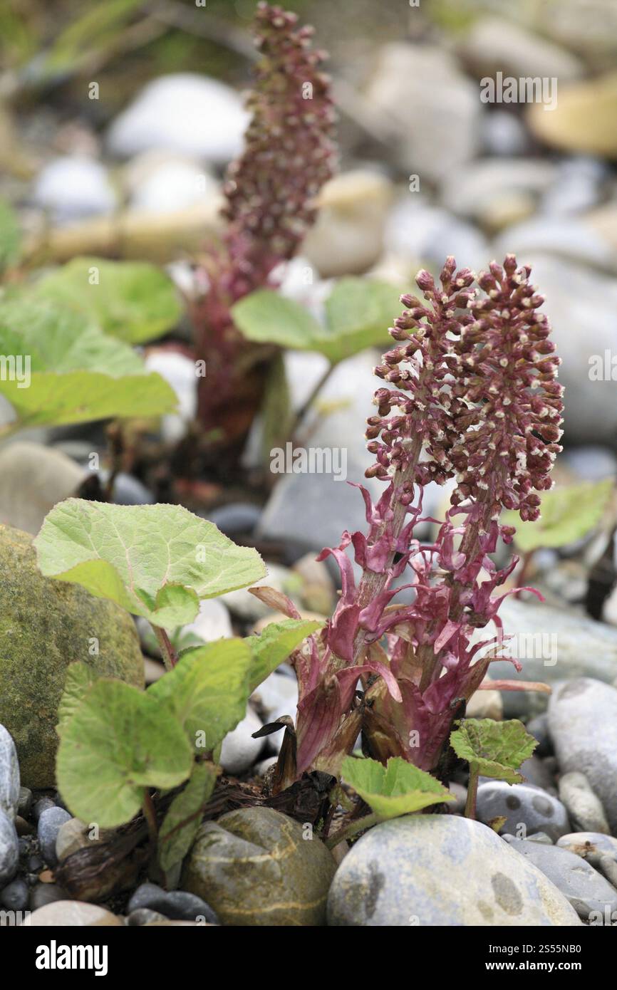 Common butterbur, Petasites hybridus Stock Photo - Alamy