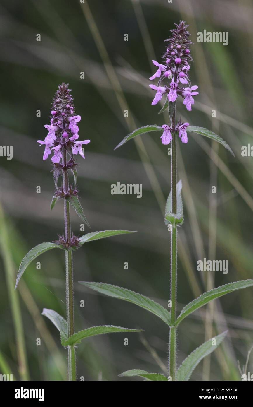 Marsh willow hi-res stock photography and images - Alamy