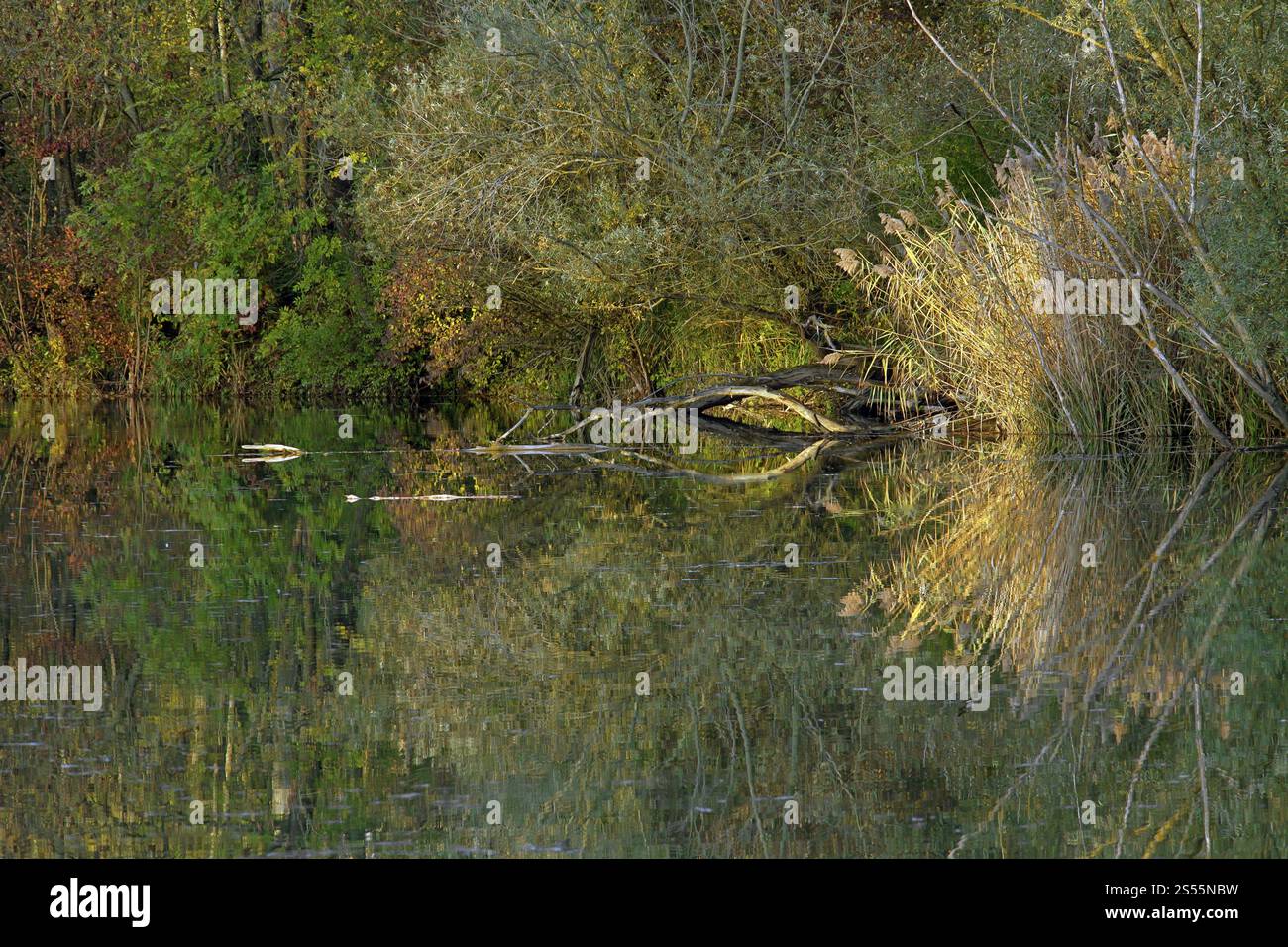 Autumnal alluvial forest, softwood floodplain, Danube, Bavaria Stock ...