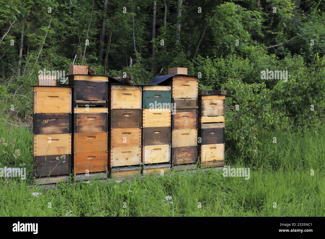 Species makes hi-res stock photography and images - Alamy