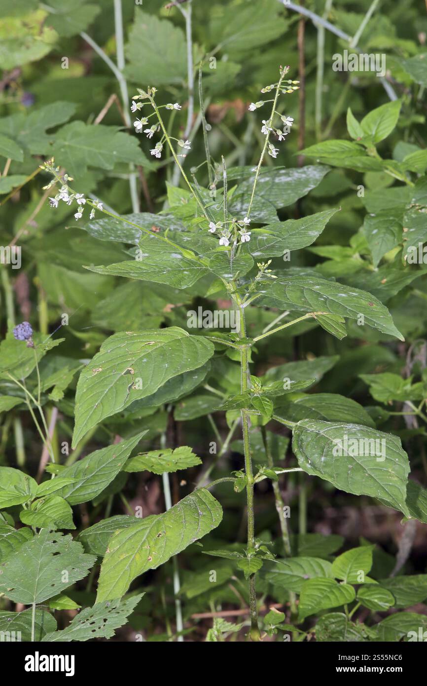 Circaea lutetiana, Enchanter's nightshade, Enchanter's nightshade Stock ...