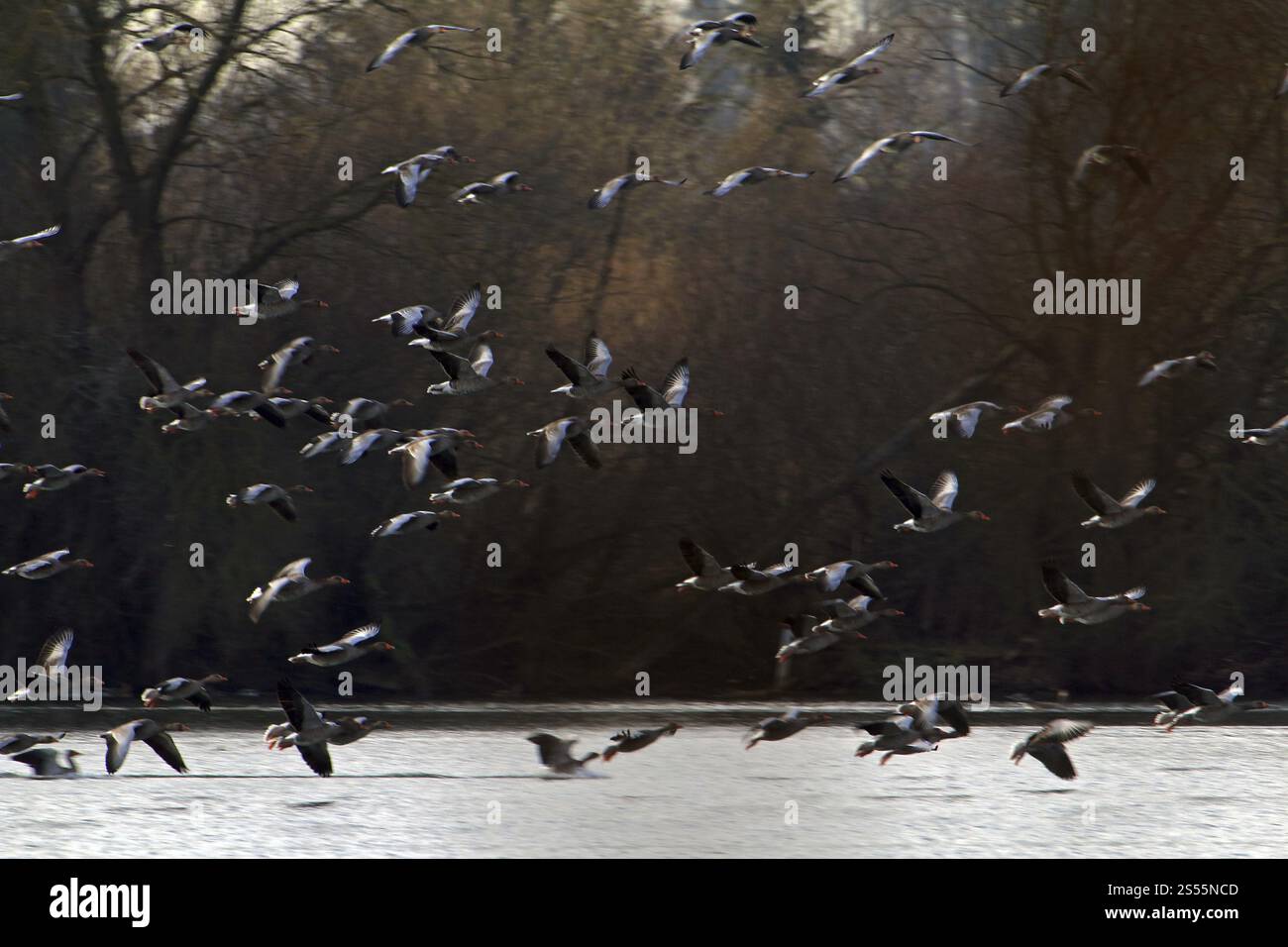 Flock migrating geese autumn hi-res stock photography and images - Alamy