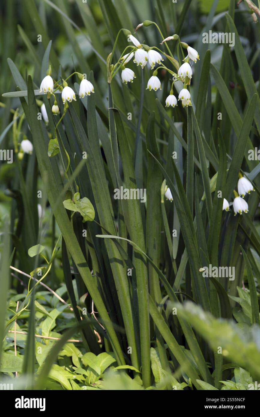 Summer snowflake, Leucojum aestivum, summer snowflake Stock Photo - Alamy