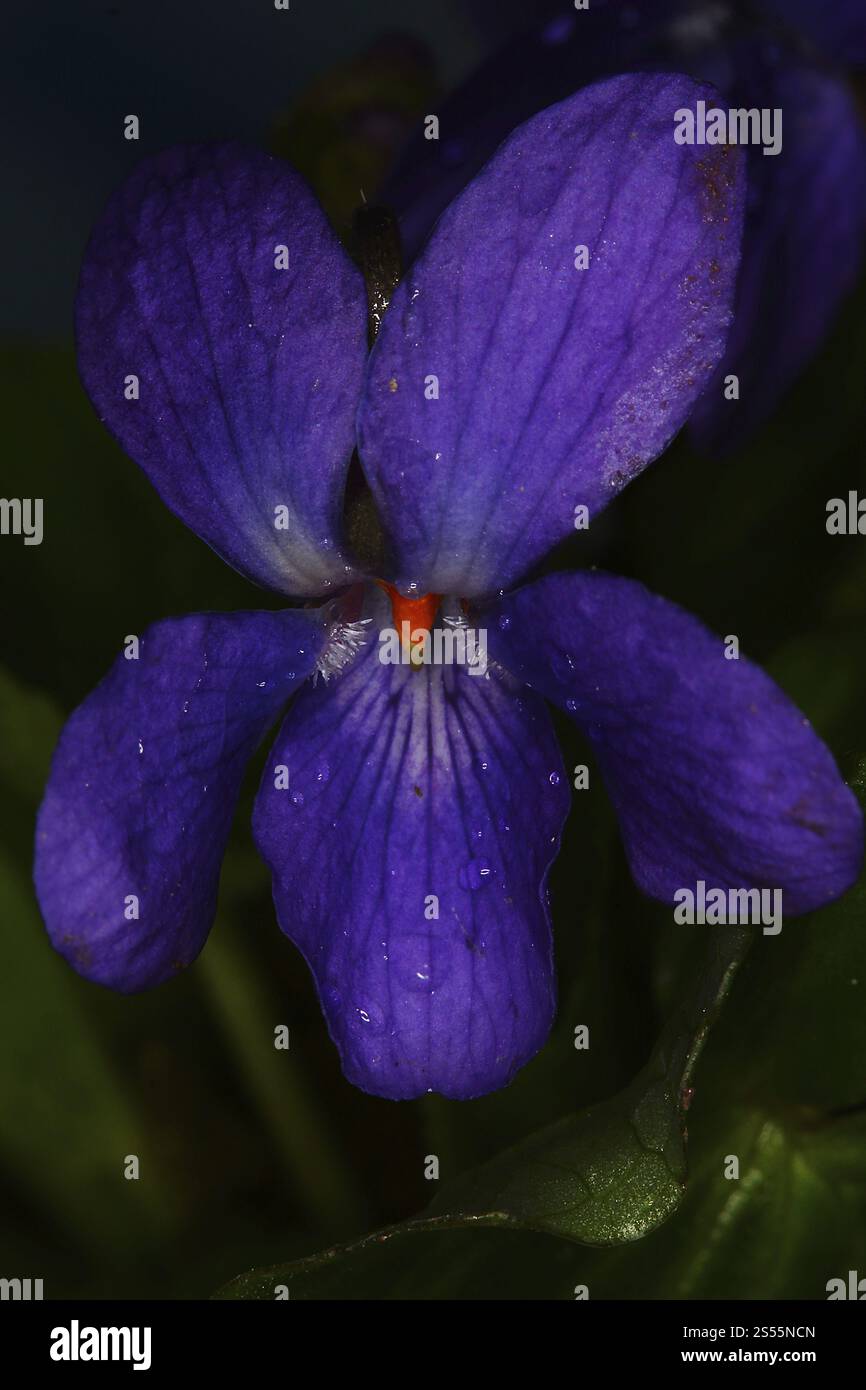 Wood violet, Viola odorata, March violet Stock Photo - Alamy