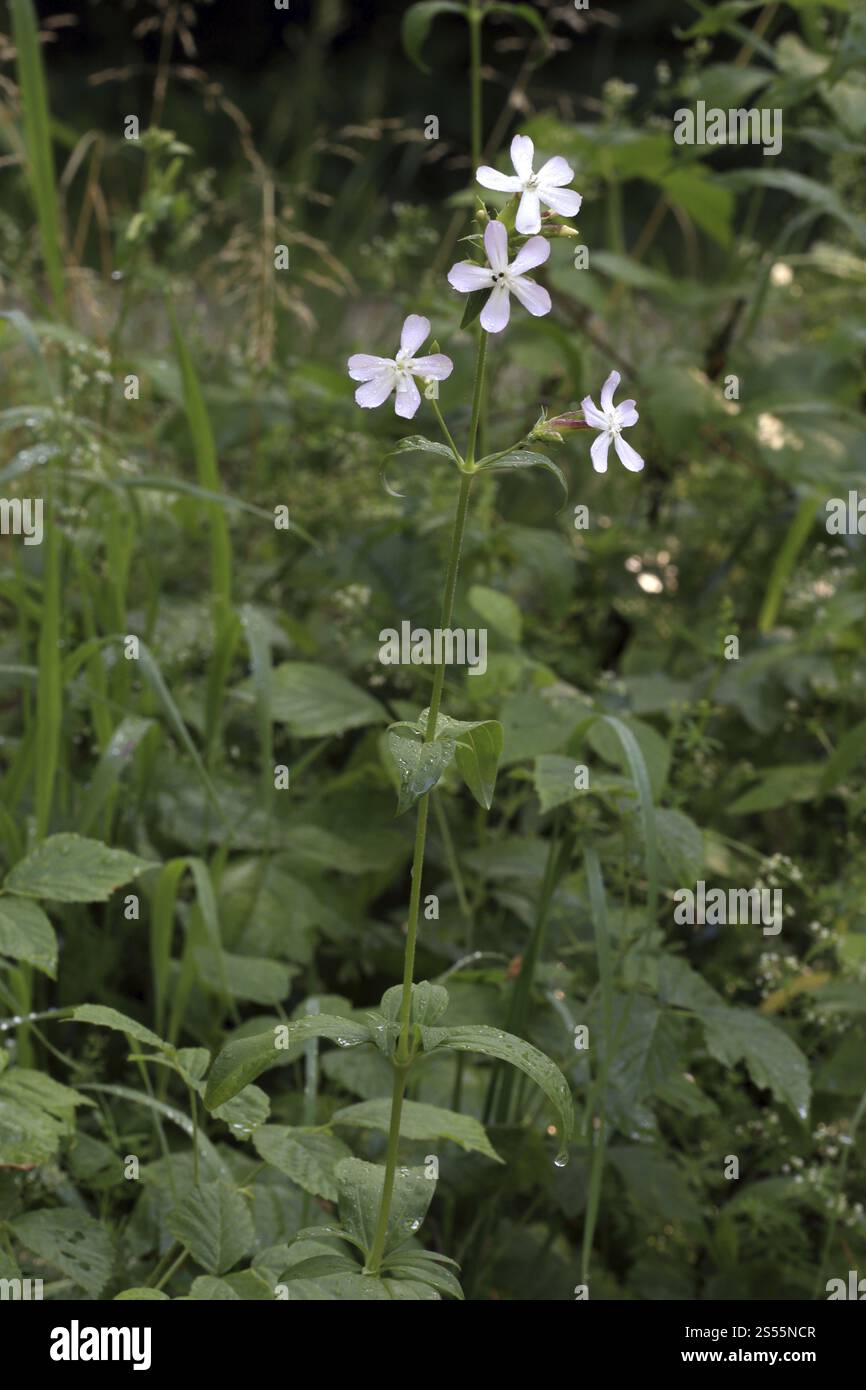 White Campion, Silene (Melandrum) latifolia, White Campion Stock Photo ...