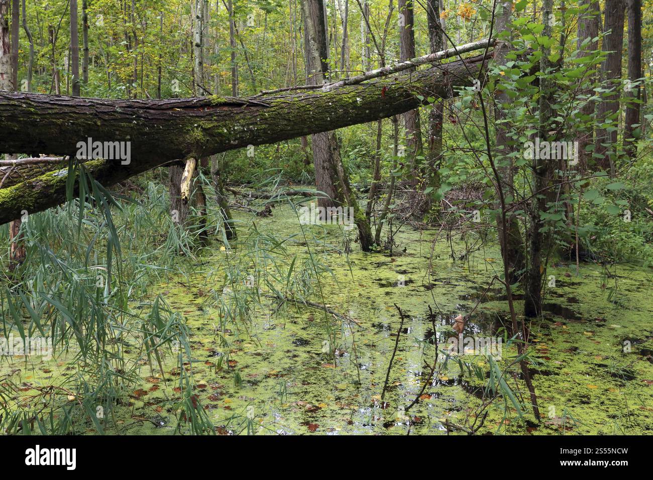 Alder quarry forest hi-res stock photography and images - Alamy