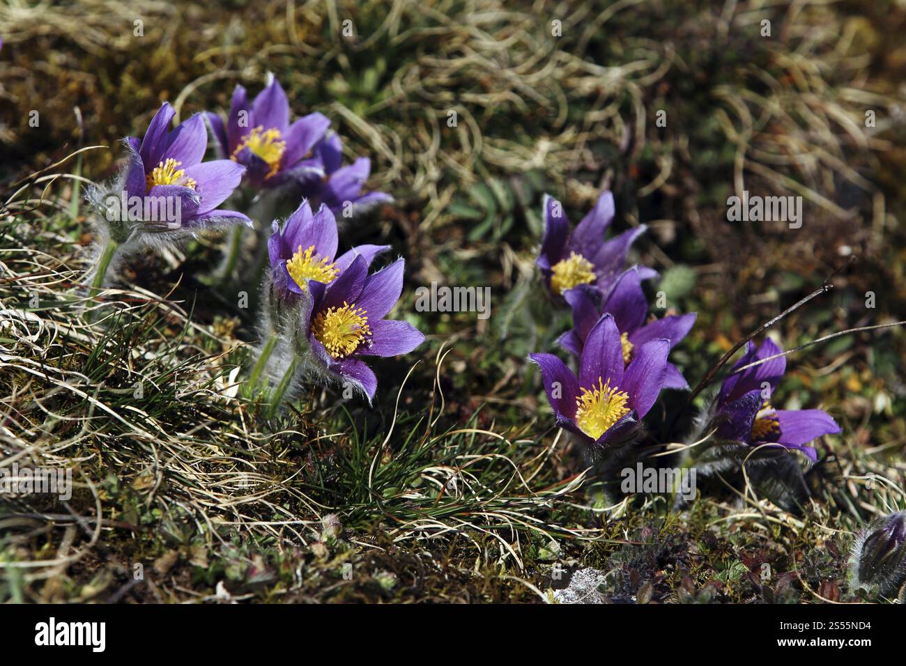 Pulsatilla vulgaris, common pasque flower, cowbell Stock Photo - Alamy