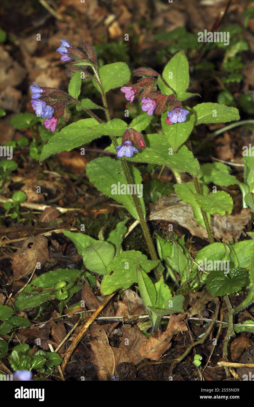 Common lungwort, Pulmonaria officinalis, Lungwort Stock Photo - Alamy