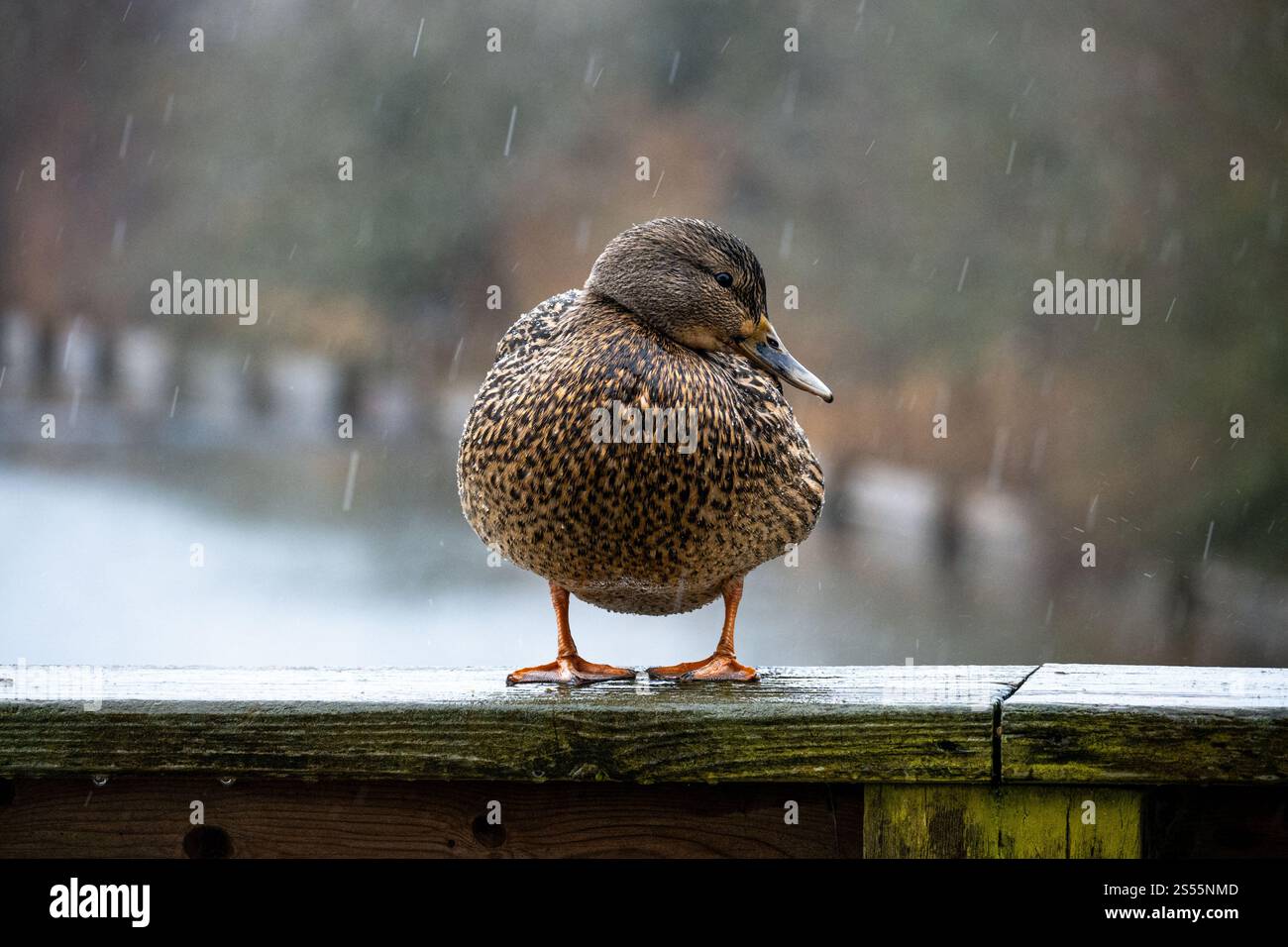 Female mallard duck during a rainy day at a pond in British Columbia ...