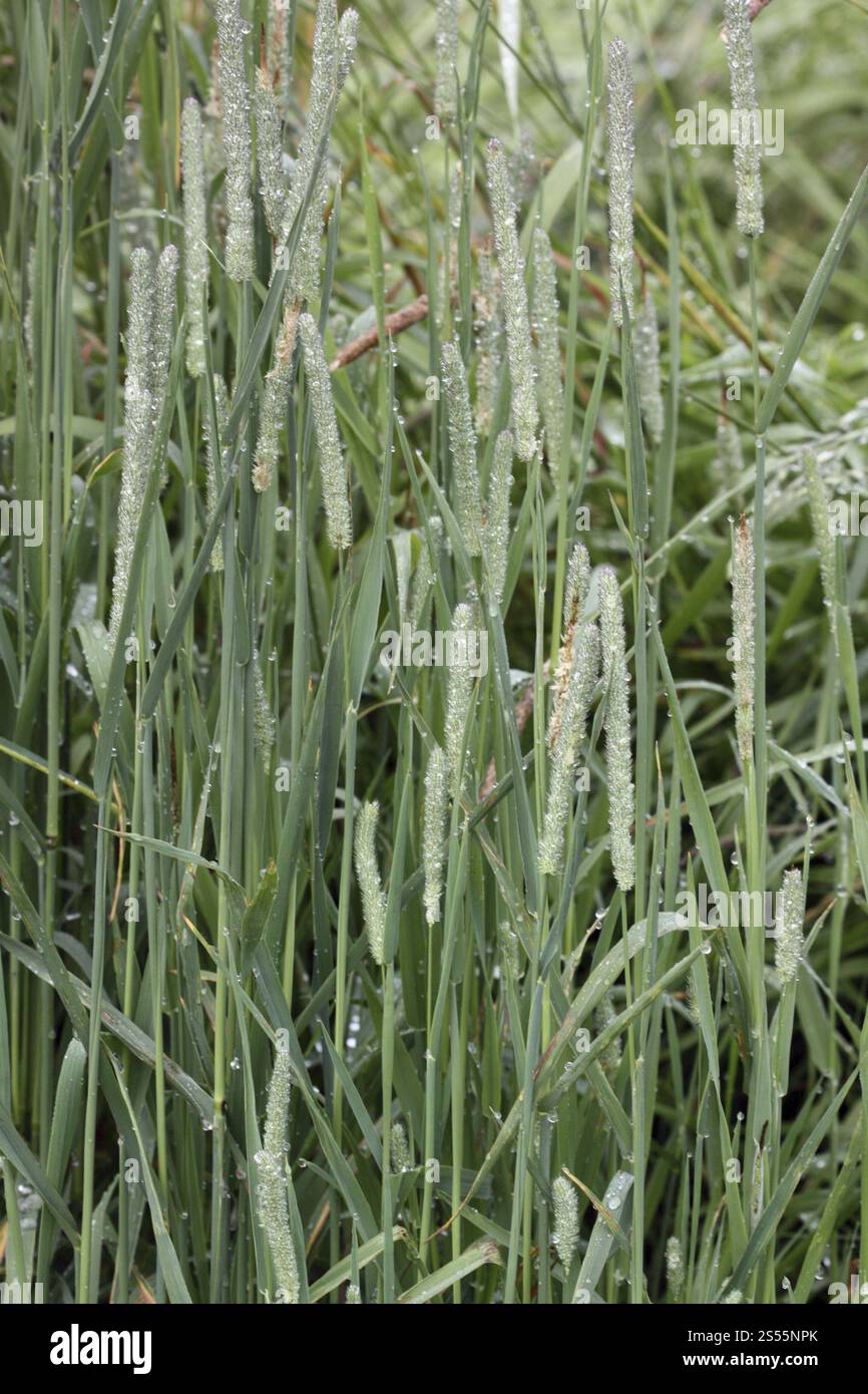Meadow foxtail, Alopecurus pratensis Stock Photo - Alamy