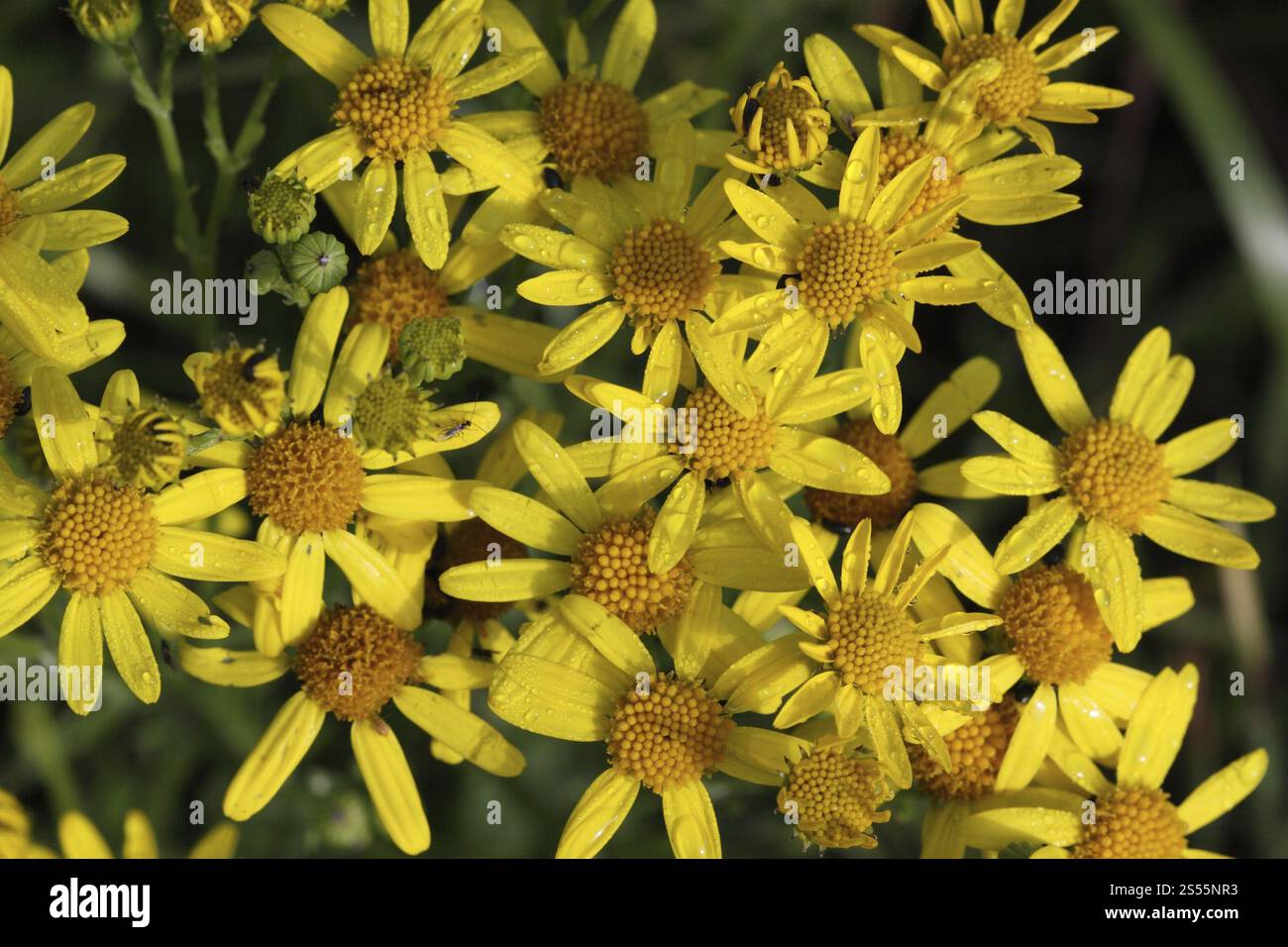 Jacobaea vulgaris poisonous herb hi-res stock photography and images ...