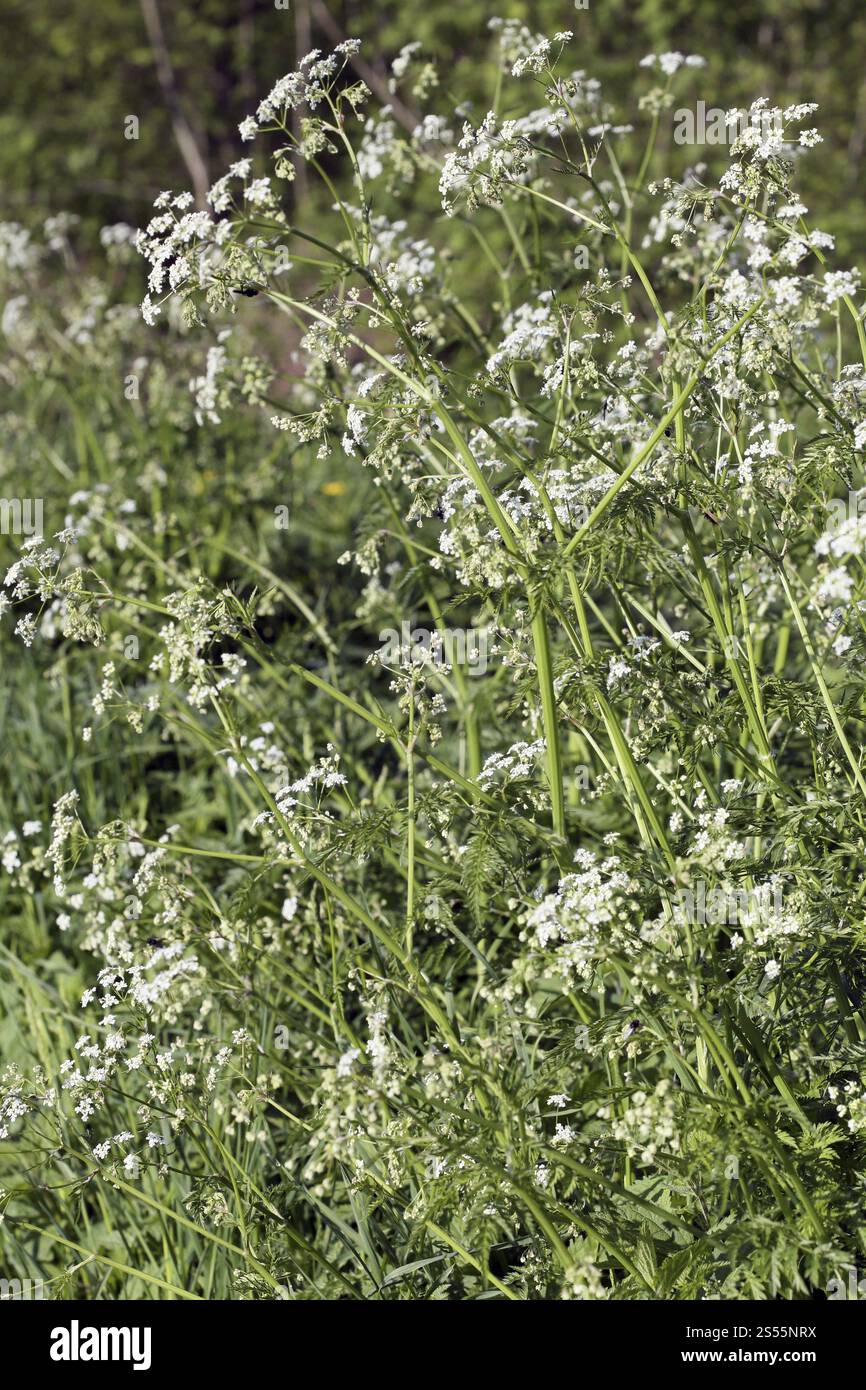 Cow Parsley, Anthriscus sylvestris Stock Photo - Alamy