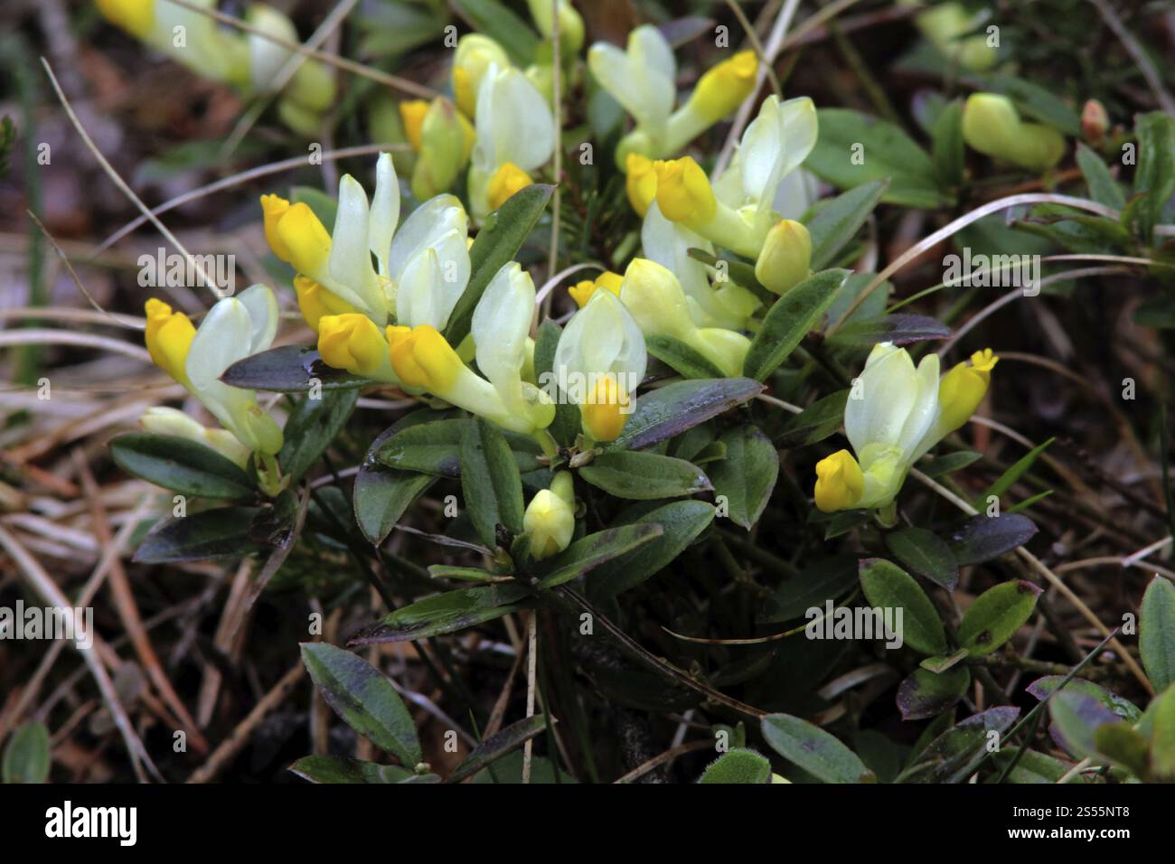 Alpine dwarf box, Polygala chamaebuxus Stock Photo - Alamy