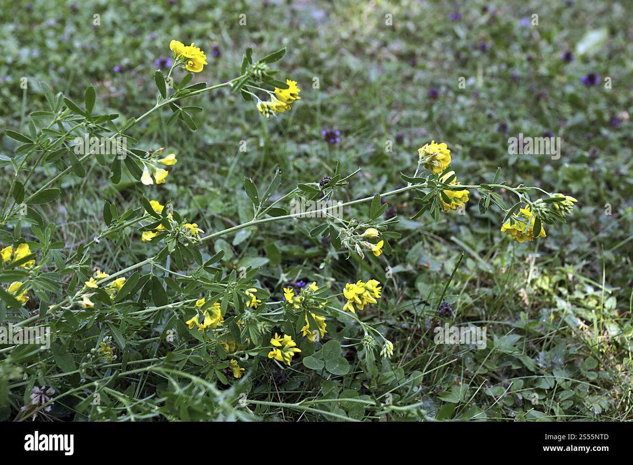 Trifolium campestre, Field Clover, Hop Trefoil Stock Photo - Alamy