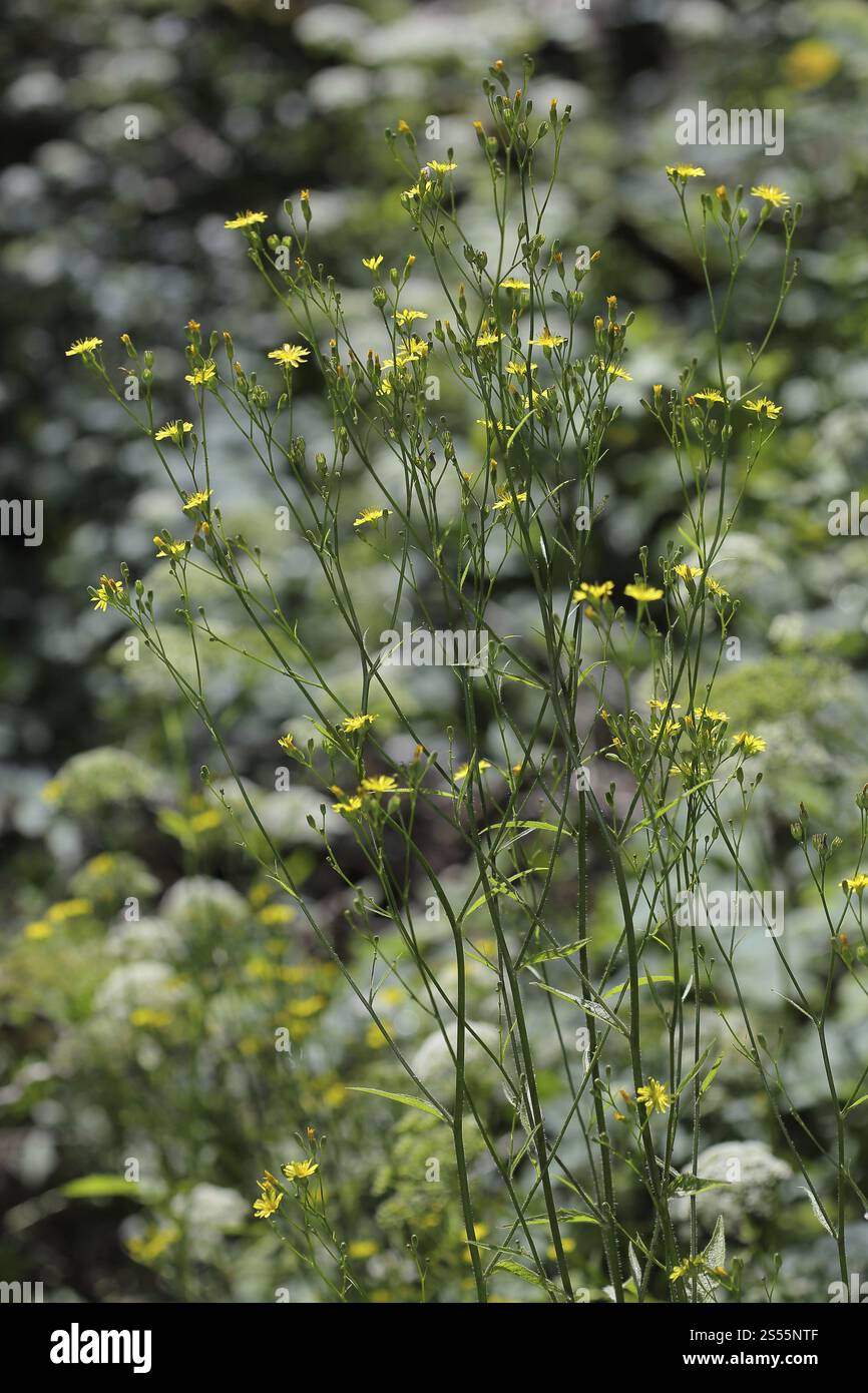 Lapsana communis, Rainkohl, Nipplewort Stock Photo - Alamy