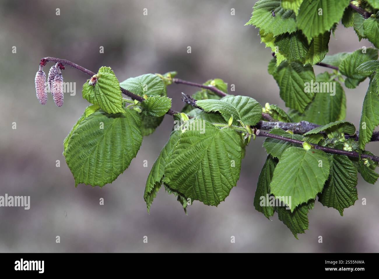 Common hazel, Corylus avellana, hazel bush Stock Photo - Alamy