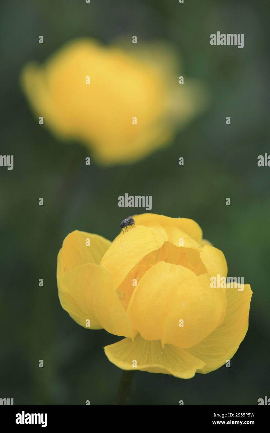 Troll flower, Trollius europaeus, Globe-flower Stock Photo - Alamy
