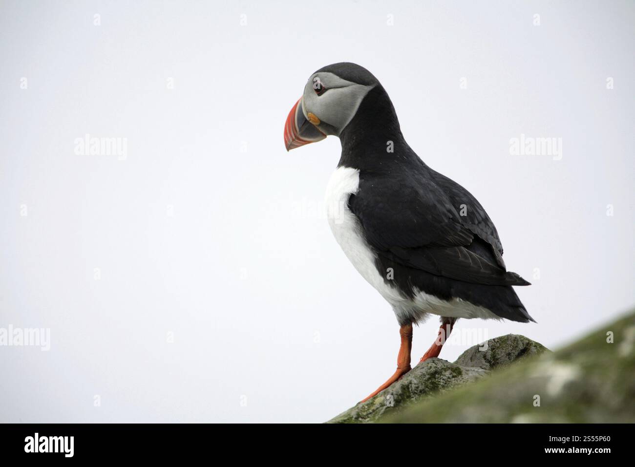 Puffin breeding grounds hi-res stock photography and images - Alamy