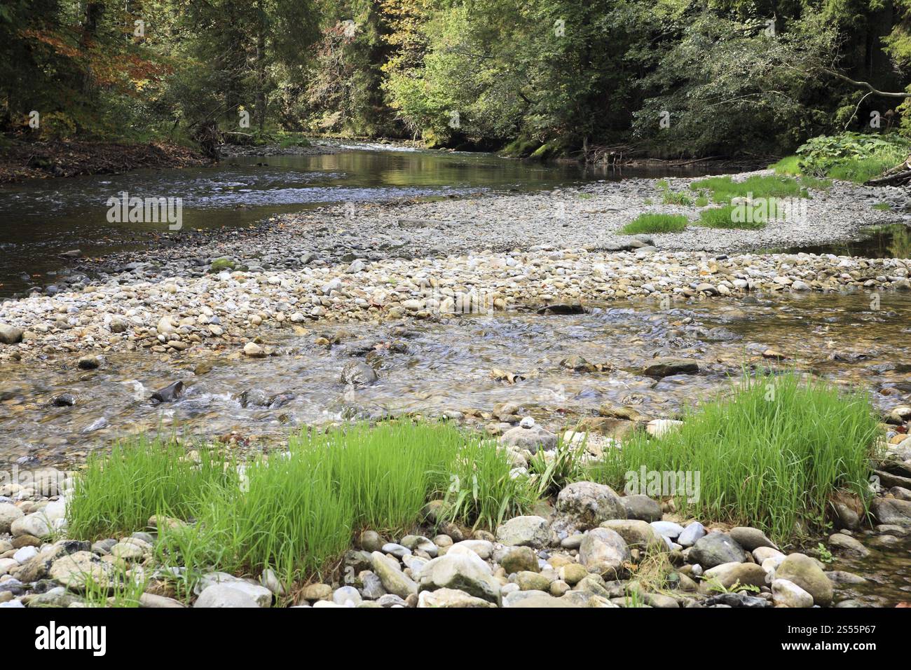 Mountain River Ecosystem Stock Photo - Alamy