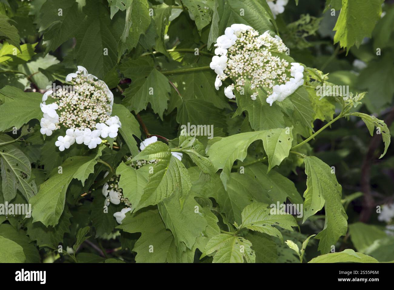 Viburnum opulus, Guelder rose, Guelder rose Stock Photo - Alamy