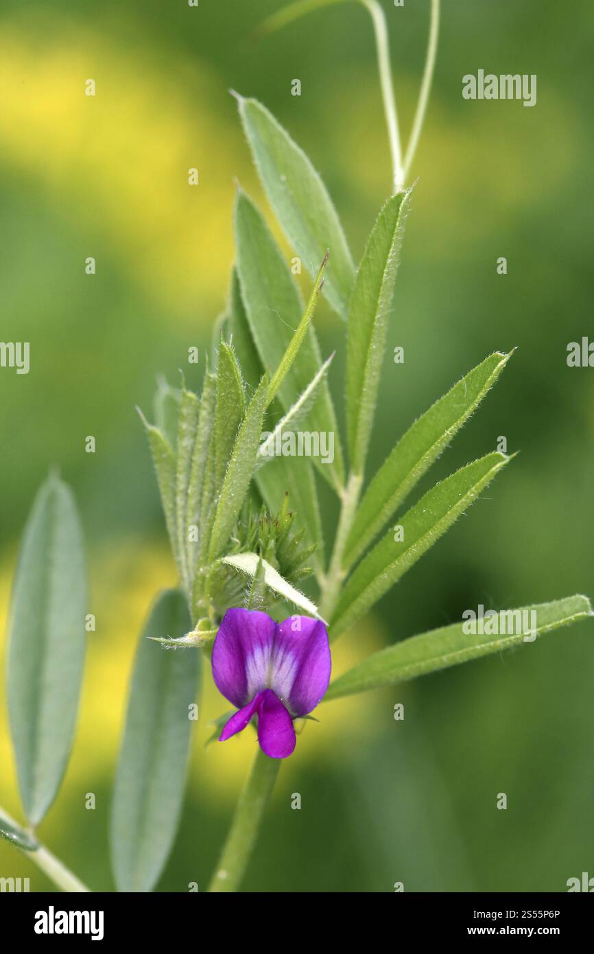 Vicia angustifolia, narrow-leaved vetch, common vetch Stock Photo - Alamy