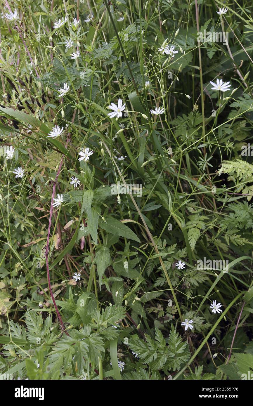 Stellaria graminea, grass chickweed, grassleaf starwort Stock Photo - Alamy