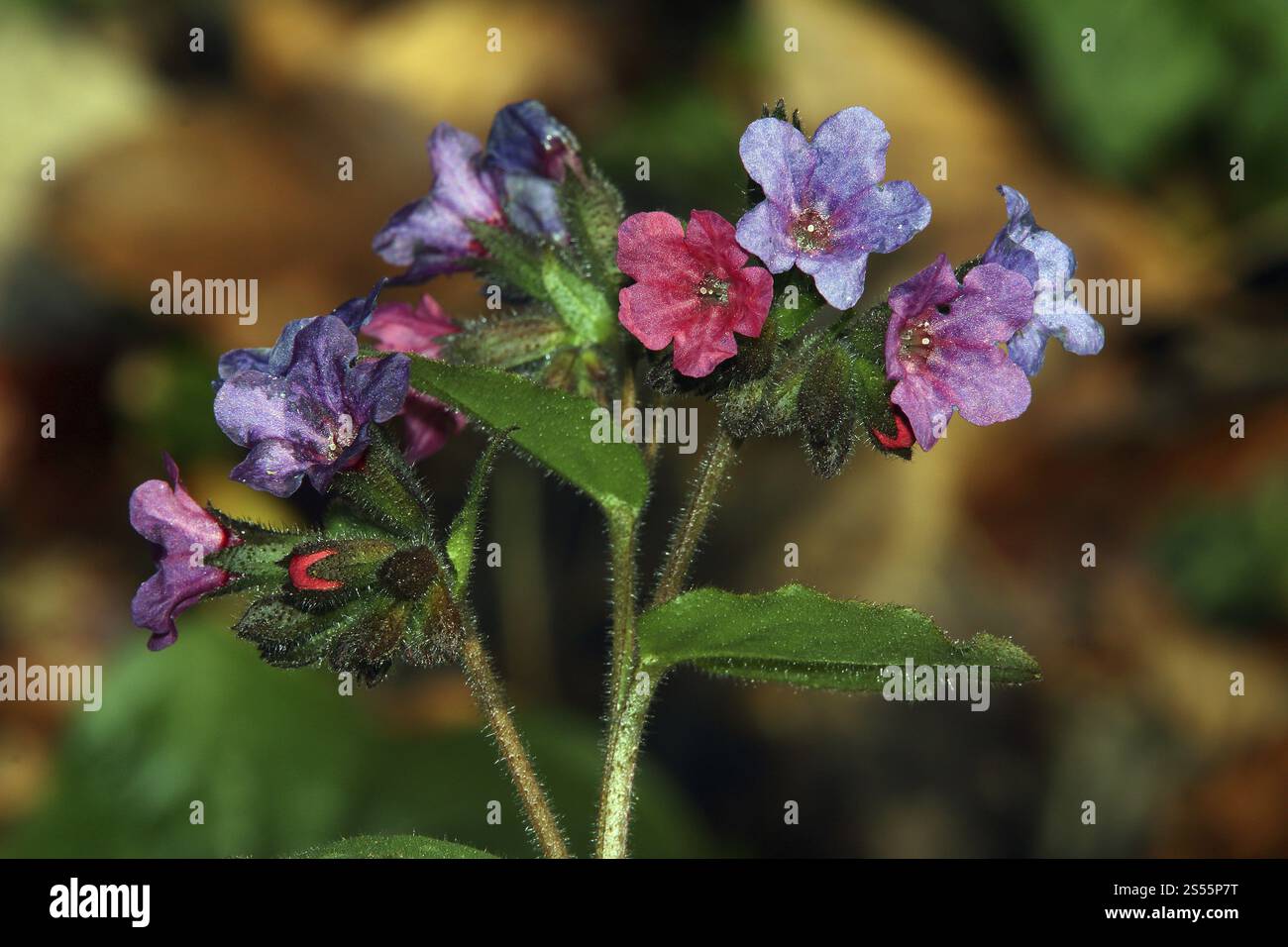 Common lungwort, Pulmonaria officinalis, Lungwort Stock Photo - Alamy