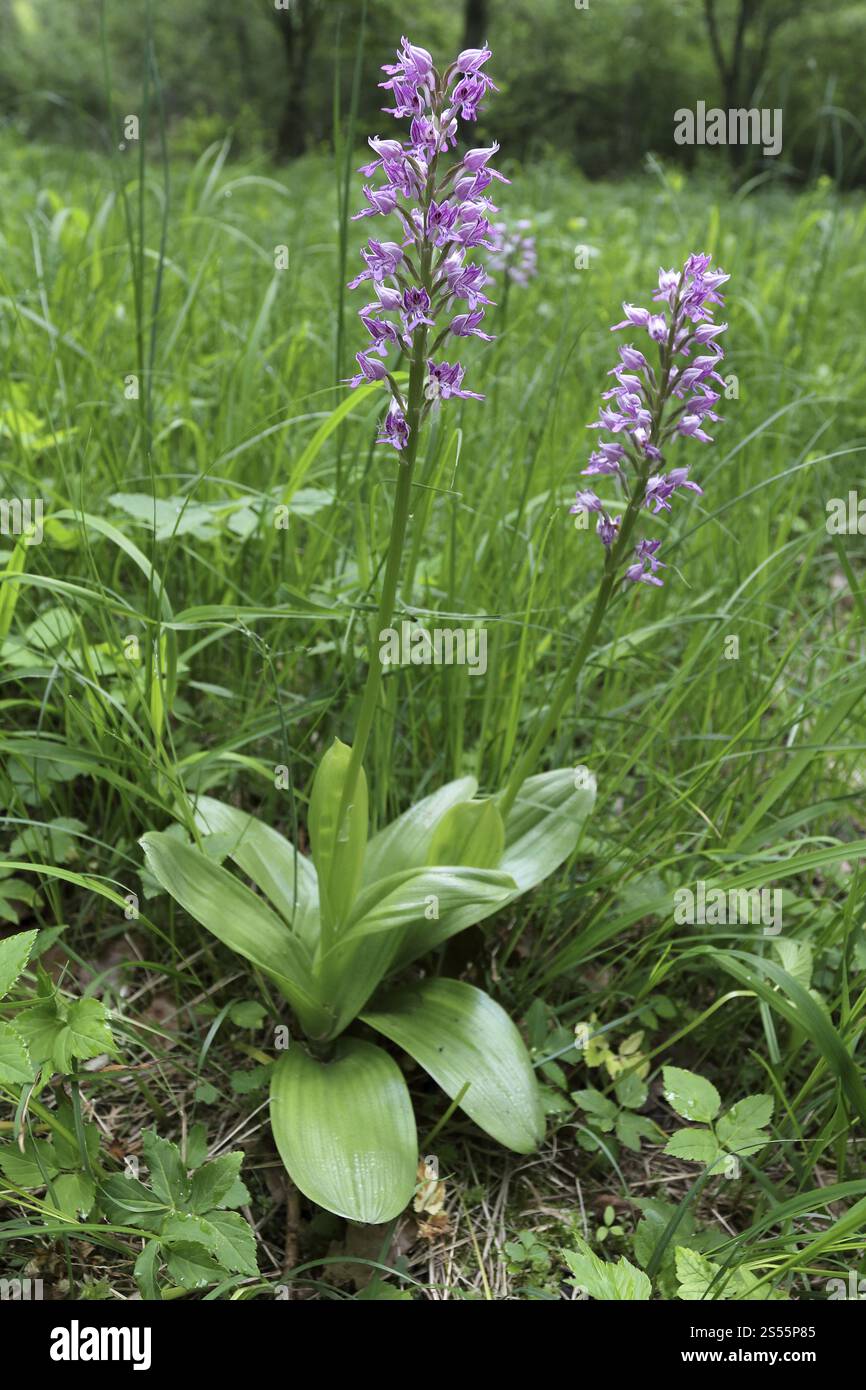 Military orchid, Orchis militaris, helmet orchid Stock Photo - Alamy