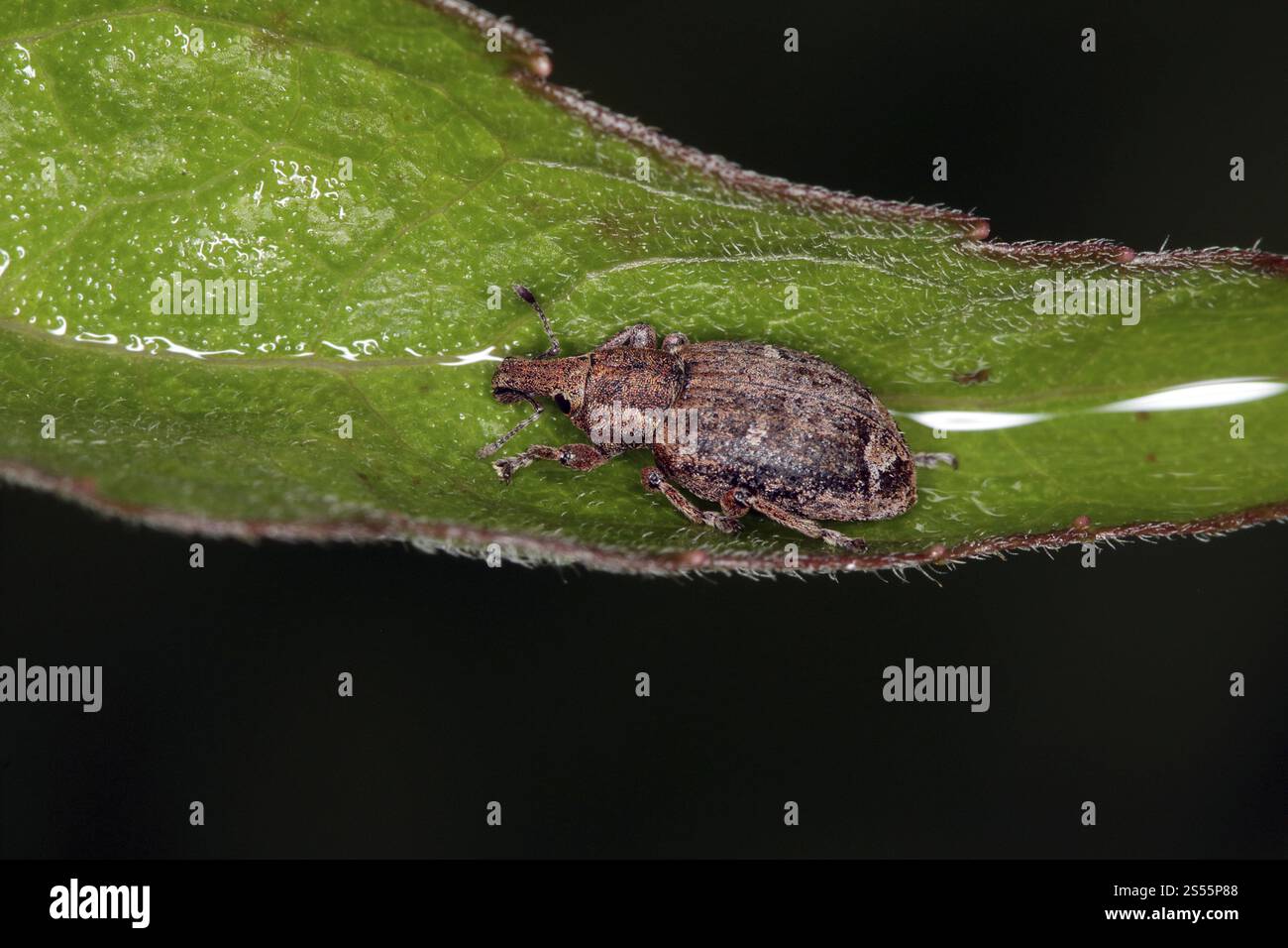 Weevils, Curculionidae, Weevil Stock Photo - Alamy