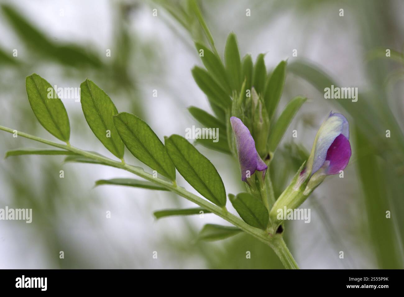 Common vetch, Vicia sativa, seed vetch Stock Photo - Alamy