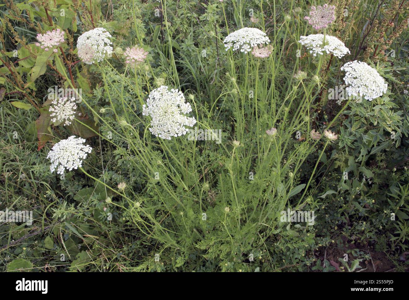 Wild carrot, Daucus carota Stock Photo - Alamy