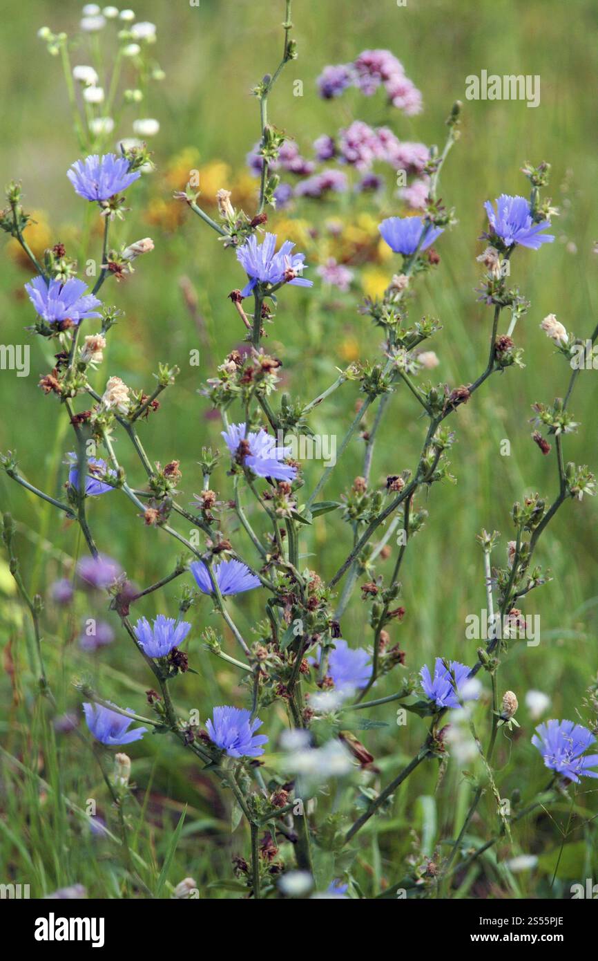 Common chicory, Cichorium intybus, Common chicory Stock Photo - Alamy Common chicory, Cichorium intybus, Common chicory Stock Photo - Alamy
